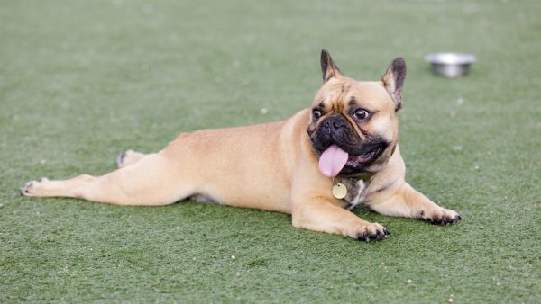 Dog Panting: What's Normal and When to Worry - Companion Care Animal Clinic